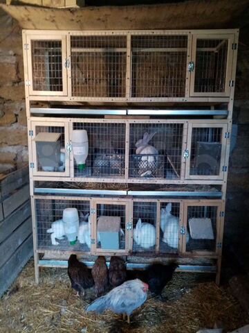 Кроличья семья Паннон с клетками