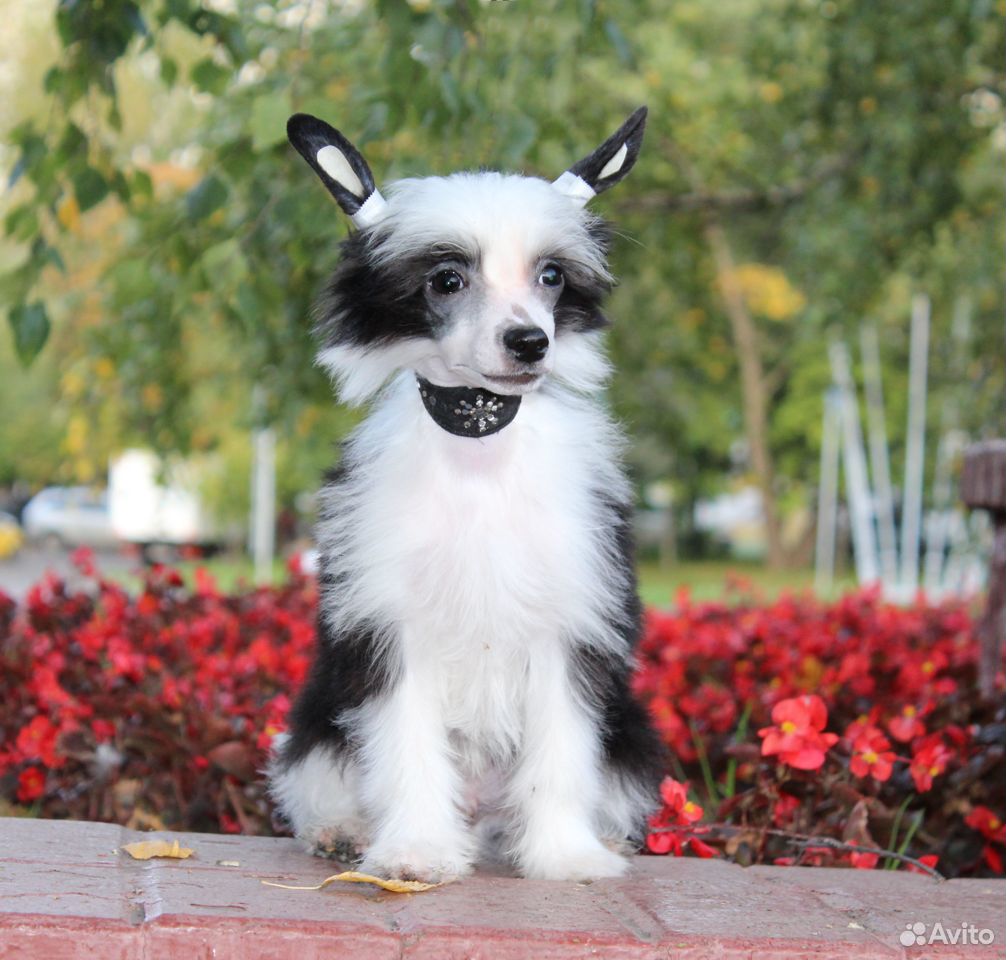 Яркий пуховый мальчик Мистер панда