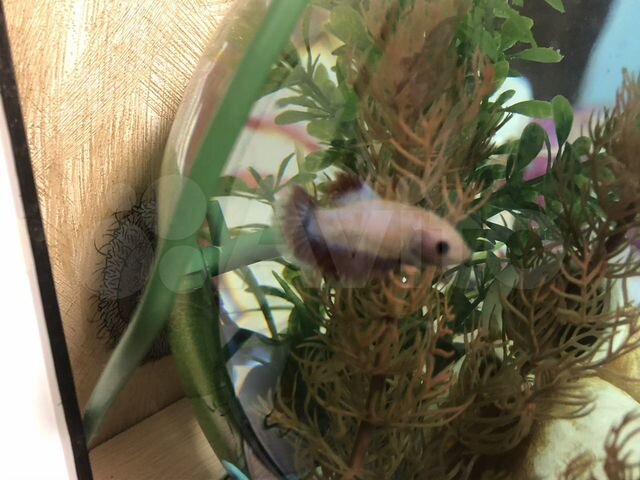 Самки рыбки петушка