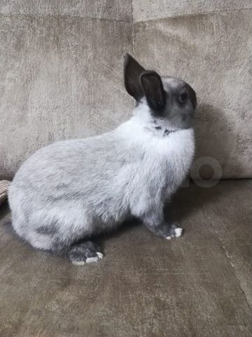 Кролик карликовый