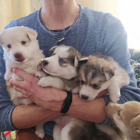 Щенки самоеда и хаски