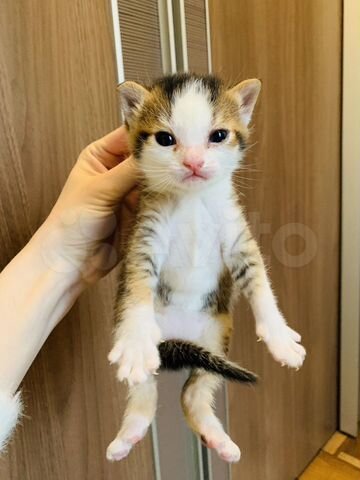 Абиссинская кошка