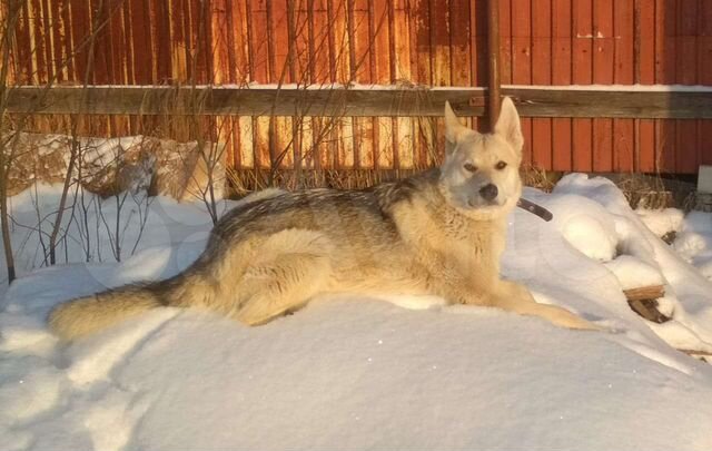 Собака 1 год лайка помощь