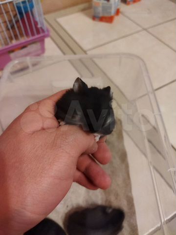 Хомяк бесплатно