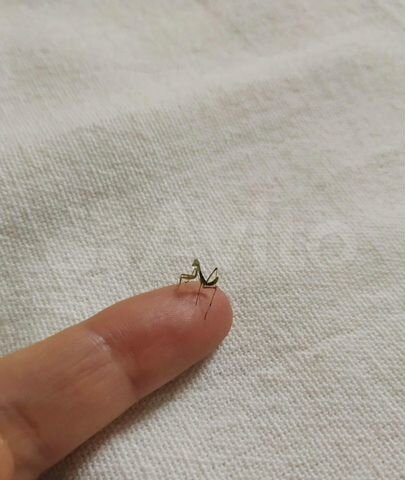 Богомол обыкновенный нимфа