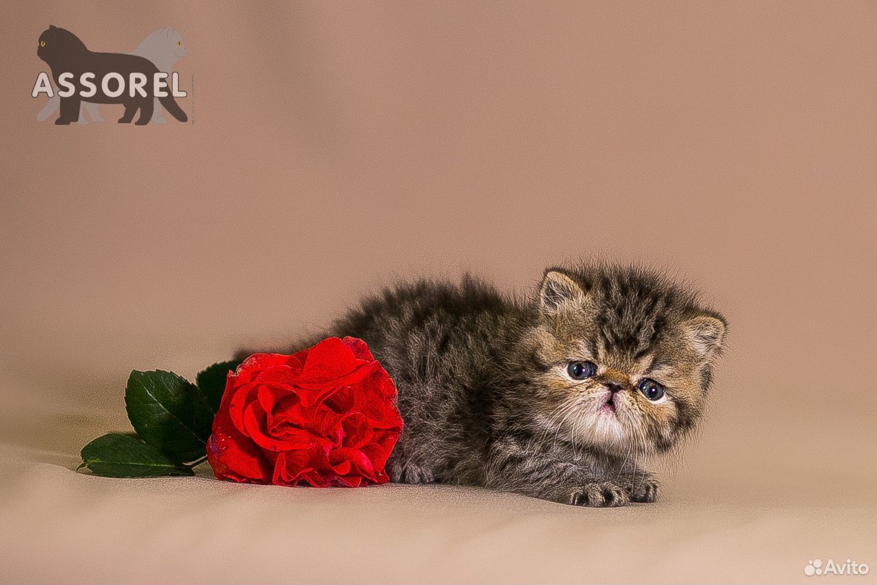 Сладунчик экзотический котёнок