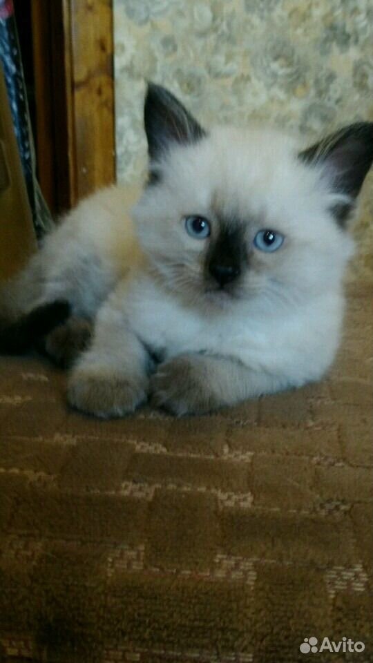 Котенок сиамский