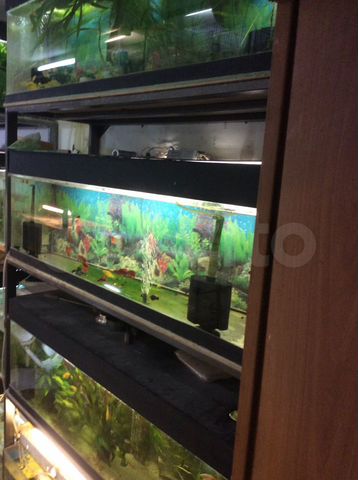 Аквариумы из оргстекла