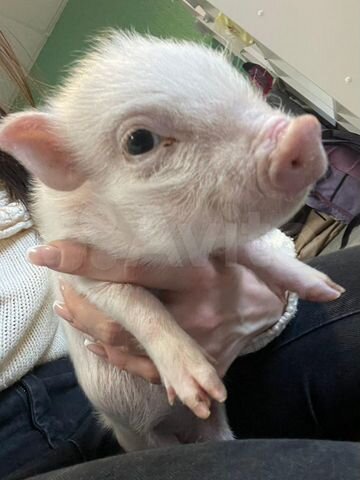 Мини пиг