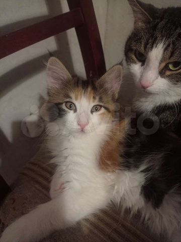 Метис мэй куна