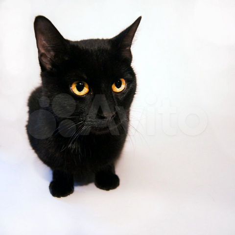 Потрясающая изящная черная кошечка ищет семью