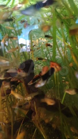 Красивая рыбка гуппи