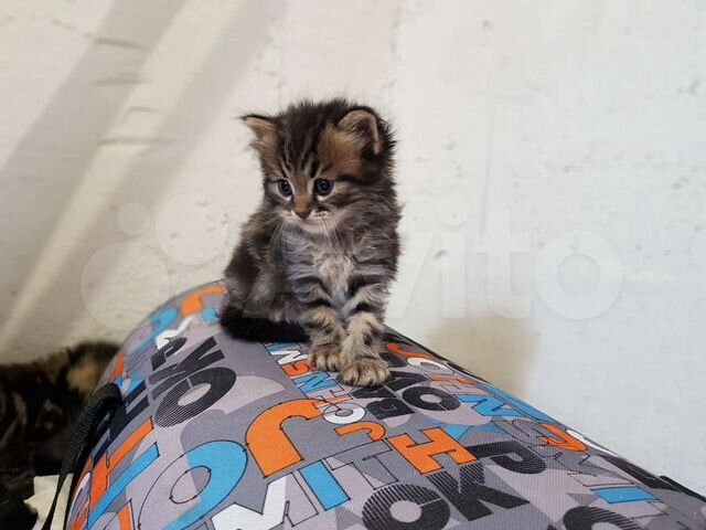 Котяша британской кошки