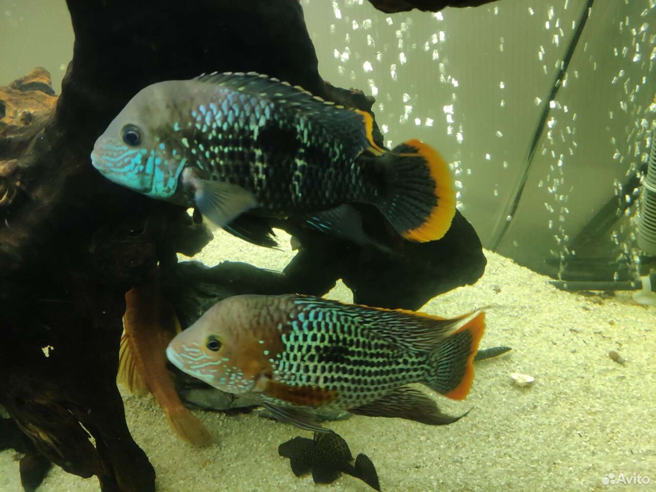 Акары бирюзовые, пара