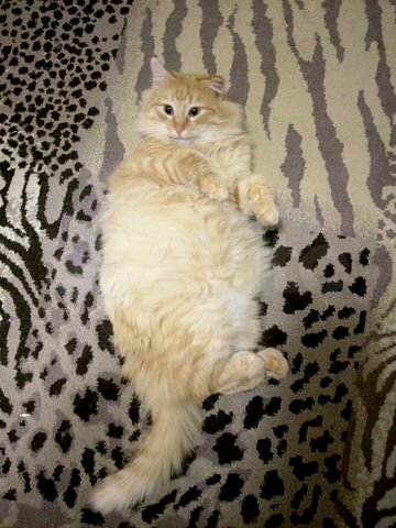 Кот