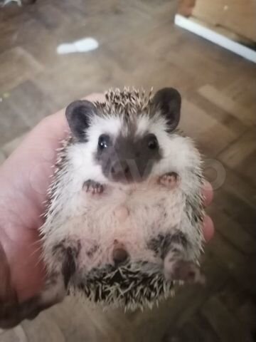 Продаются ручные ежата