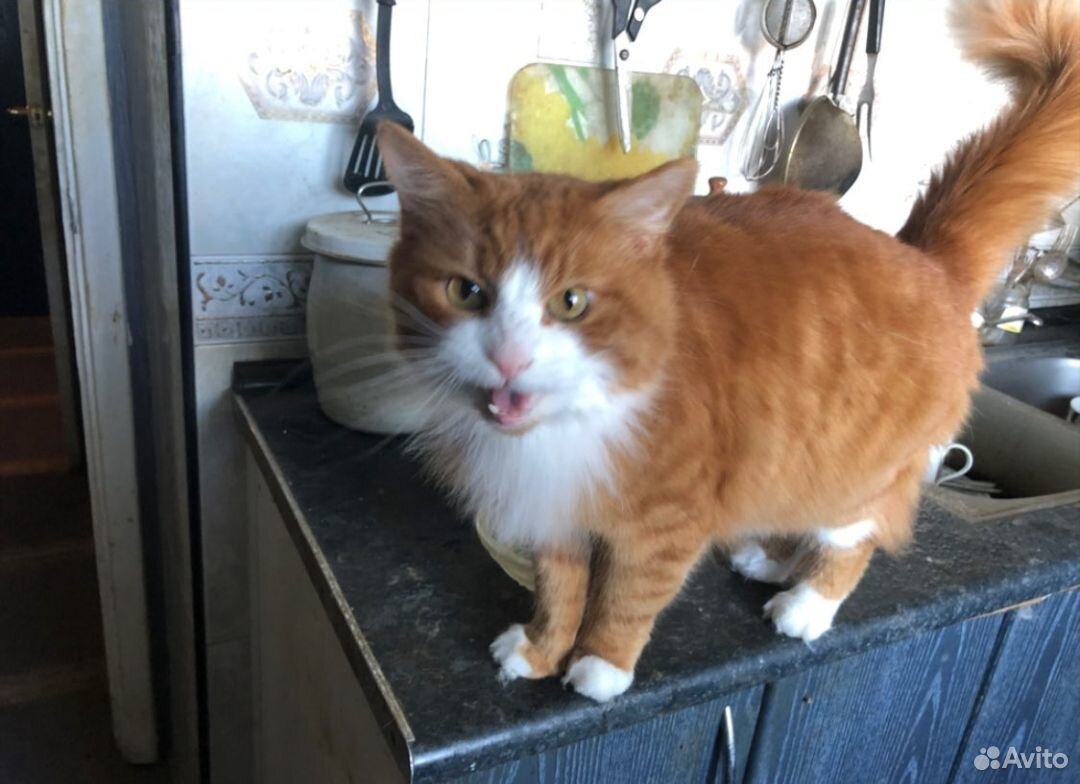 Очень добрый котик в добрые руки