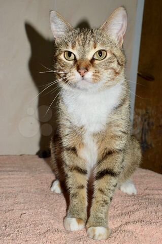 Кошечка Софи 1,5 года