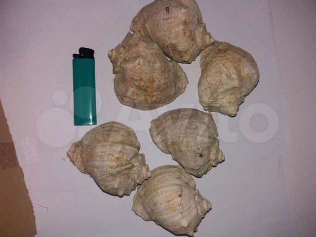 Черноморские рапаны