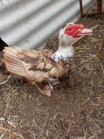 Мускусные утки