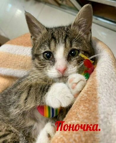 Котёнок Поночка