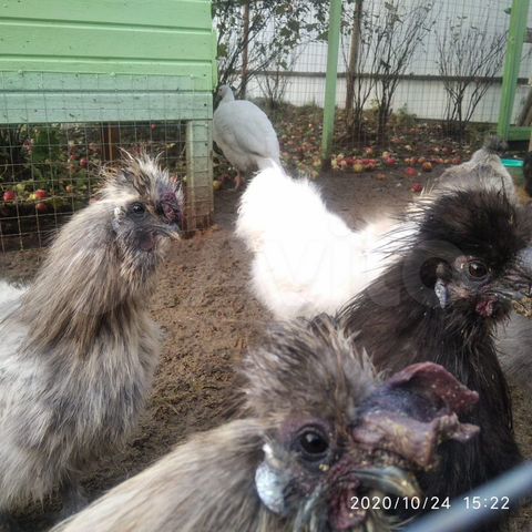 Китайские шелковые петухи