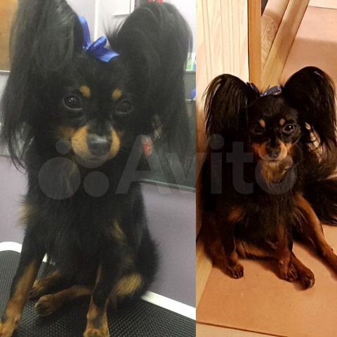 Той-терьер для вязки