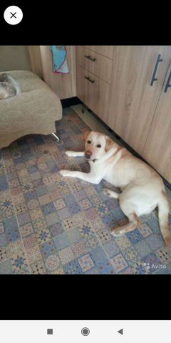 Лабрадор девочка 2,5 года стерилизована. В хорошие