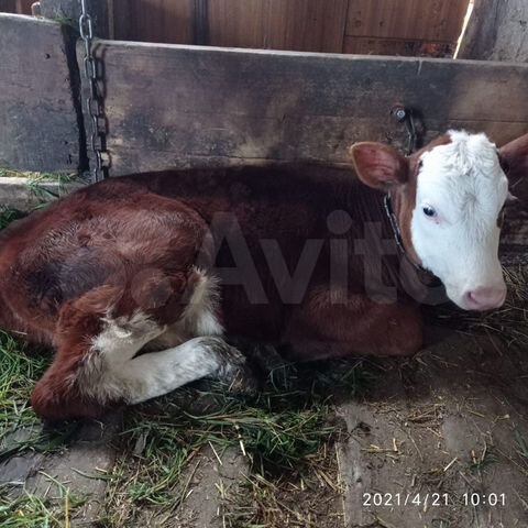 Продаю телочку