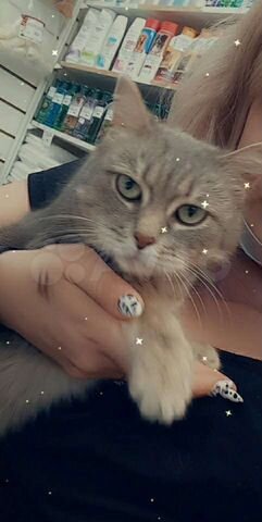 Кошка