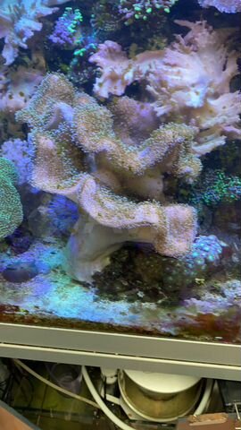 Саркофитое