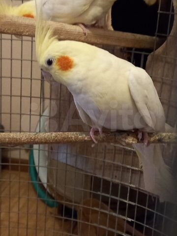 Попугай корелла