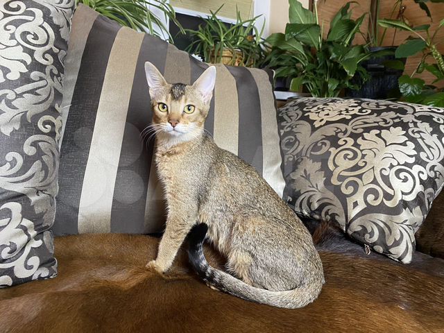 Чаузи Кошечка Афина