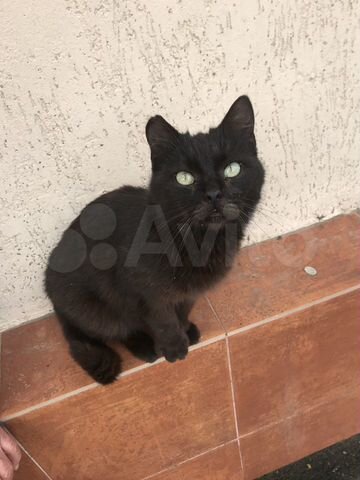 Кошечка Ночка в добрые руки
