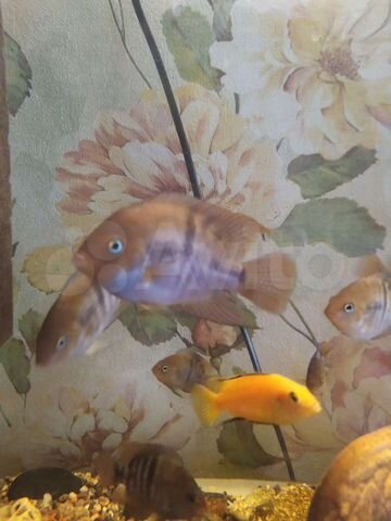 Рыбка аквариумная