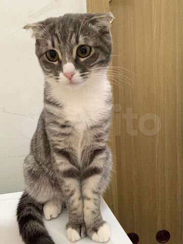 Кошечка на случку